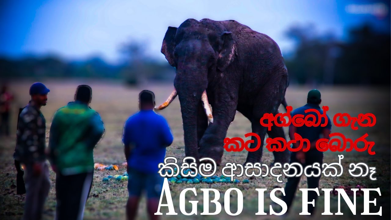 Agbo is now very well and has no infection Elephant soul කිසිම ආසාදනයක් ...