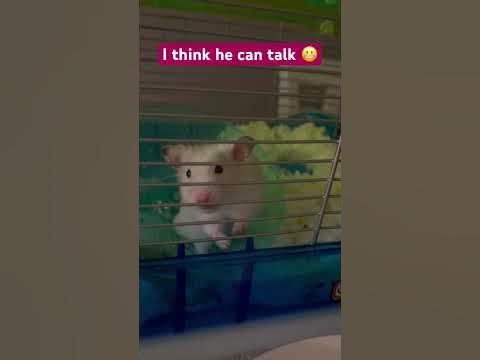 My pet hamster can talk 🤔 - YouTube