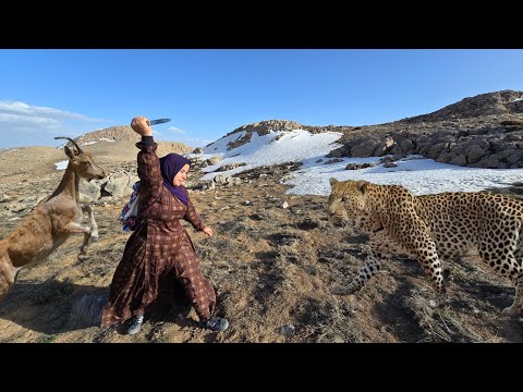 🏔️🦌A pure moment with deer on a dangerous path:🌿 Searching for mountain plants on a dangerous path: