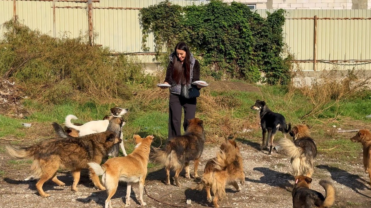 Stray Dog Surrounded me Begging For Help - YouTube