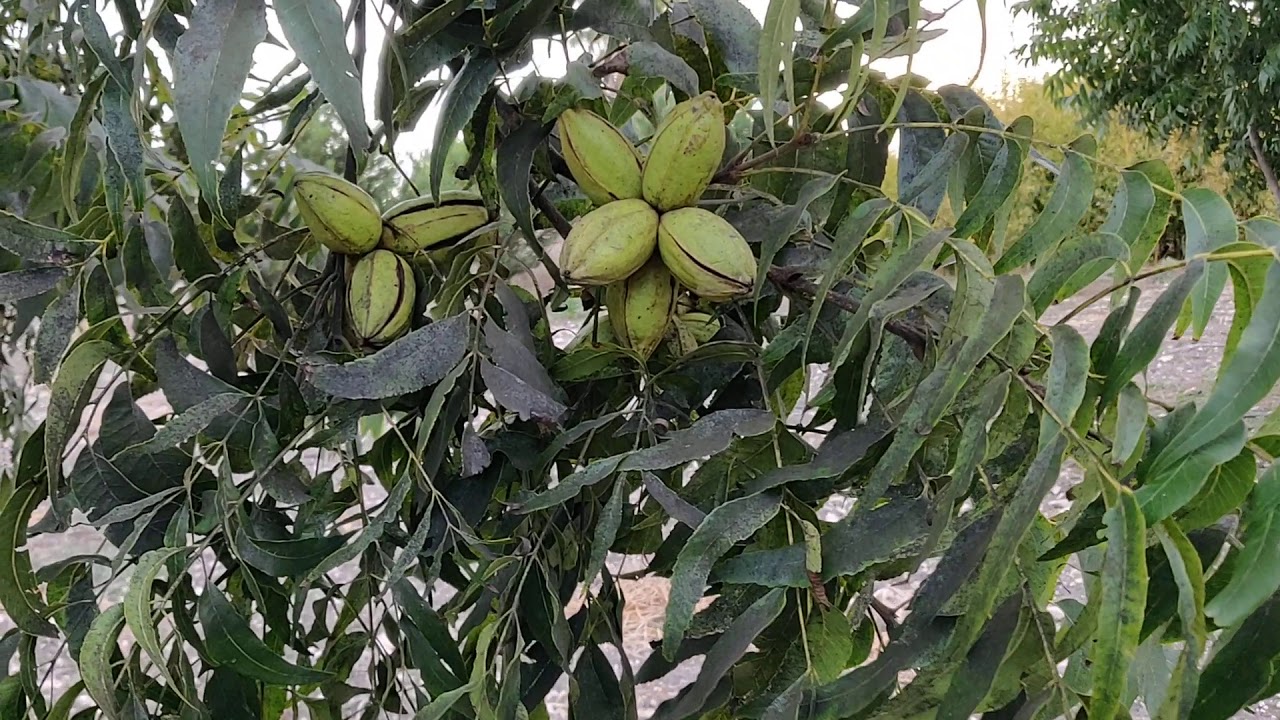 Nuez pecana, pacana o de pecan en Rota. Cadiz. Variedad Mahan - YouTube