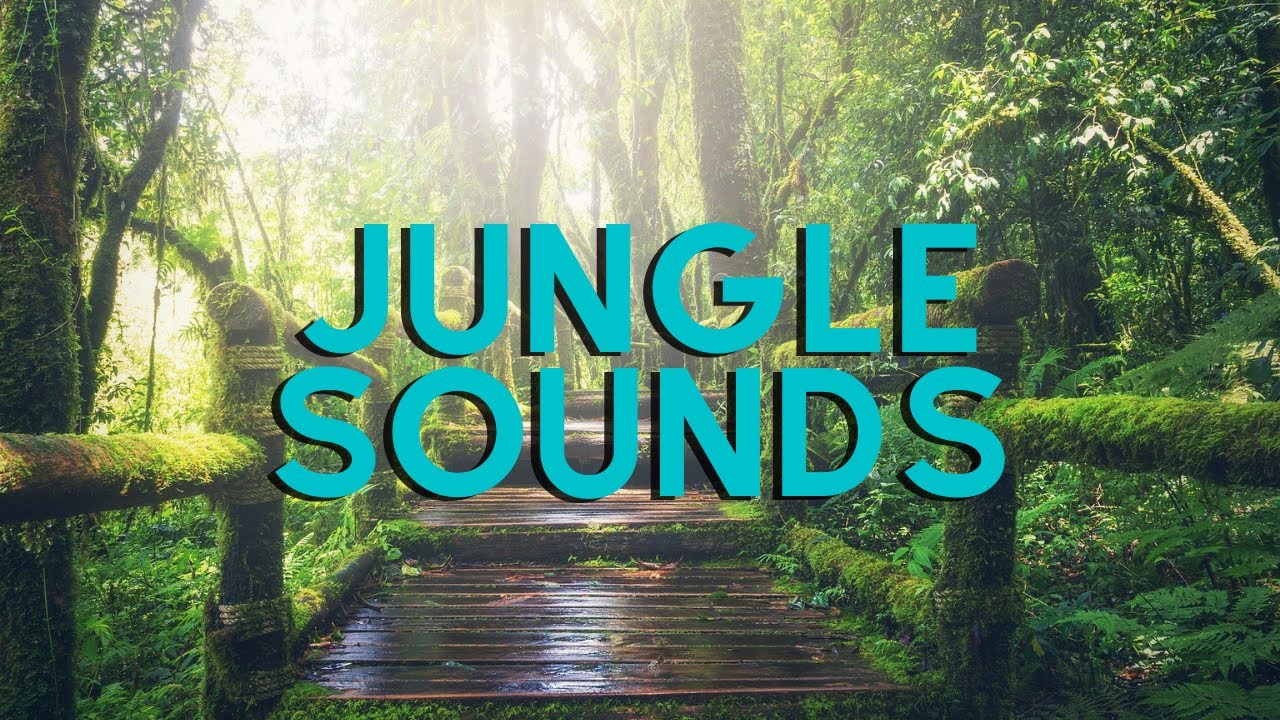 Relaxing Jungle Sounds for Sleeping | Sounds of the Jungle from Morning ...