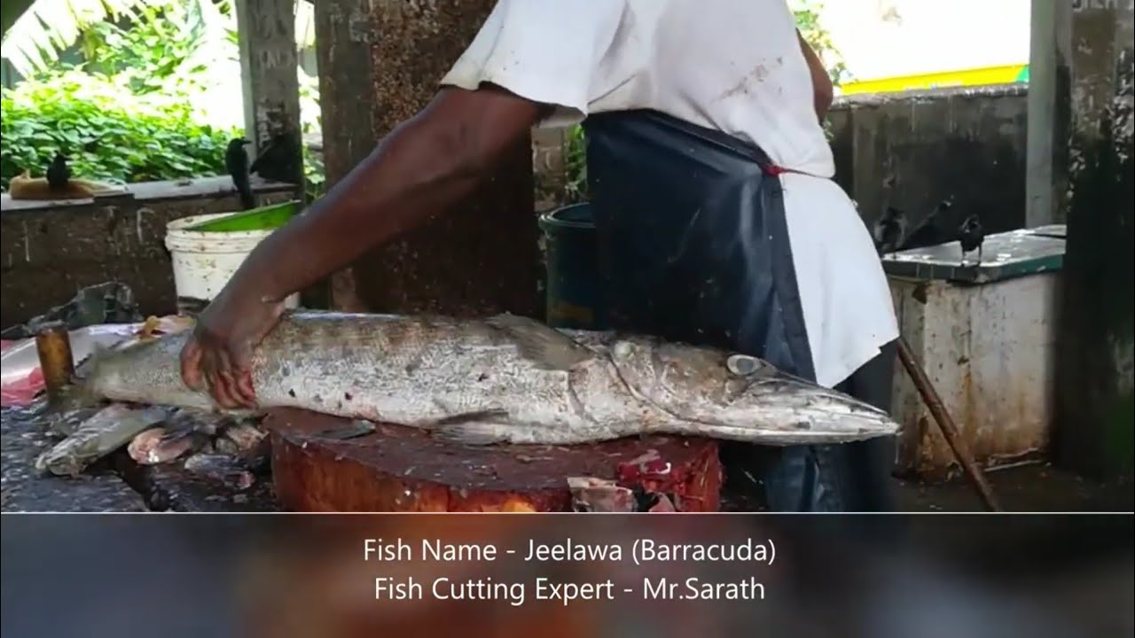 Barracuda Big Fish Cutting (Jeelawa Fish) - Chilaw, Sri Lanka 🇱🇰 FISH ...