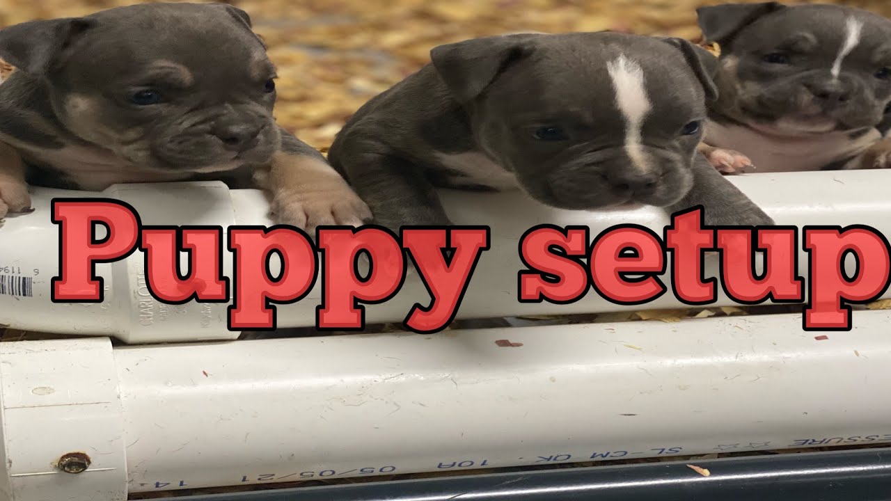 Puppy update and setup - YouTube
