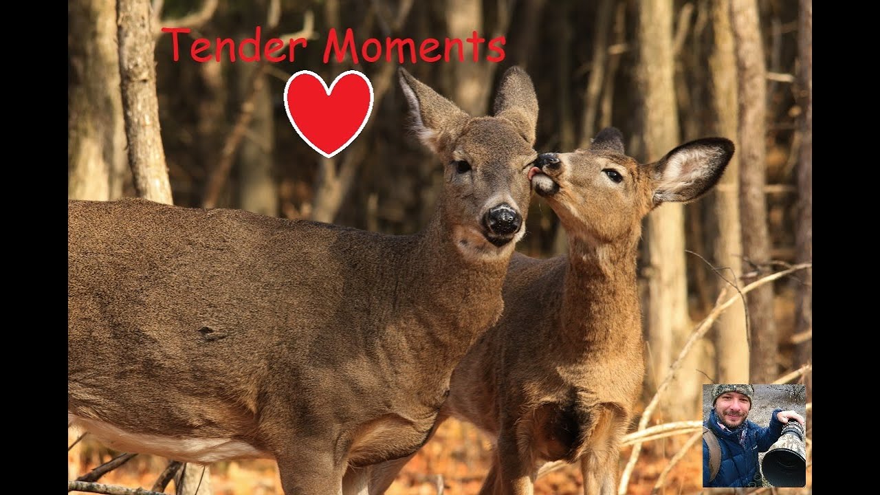 Whitetail Deer Doe and Fawn Grooming Session (Tender Moments) - YouTube