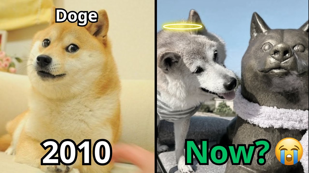 Where Are The Legendary Meme Heroes — Doge💔😭 - YouTube