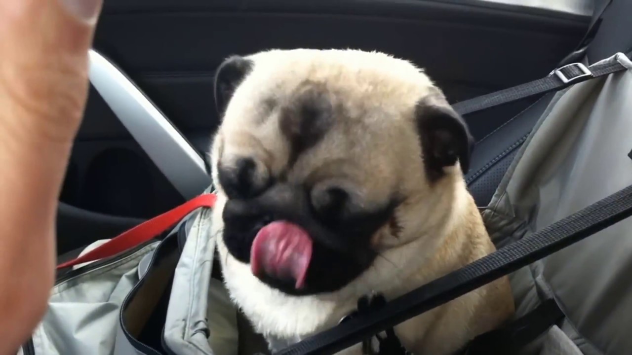 Funny Cute Pug Dog Video Compilation Vol 1 Talking dog, Pug gets shot ...