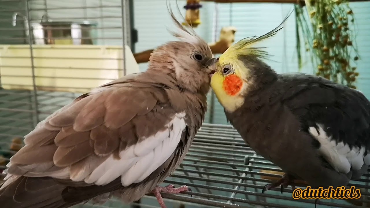 Scritches! - YouTube