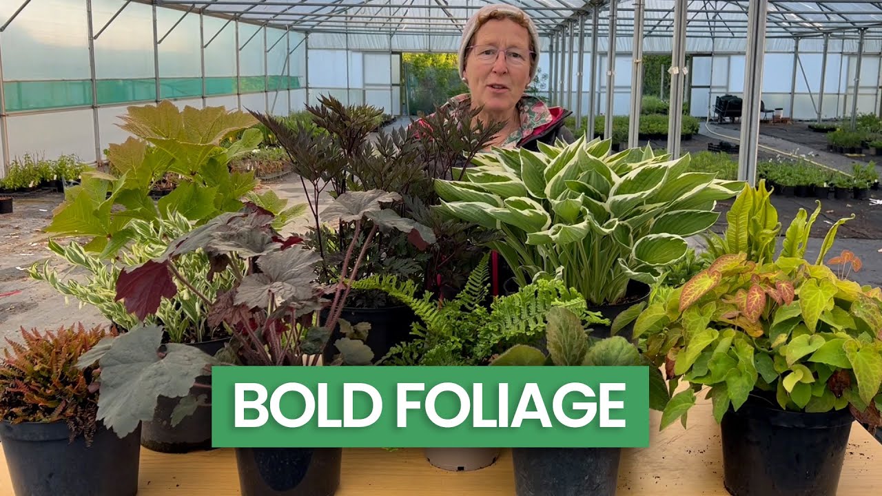 10 Plants with Bold Leaves That Make a Big Statement - YouTube