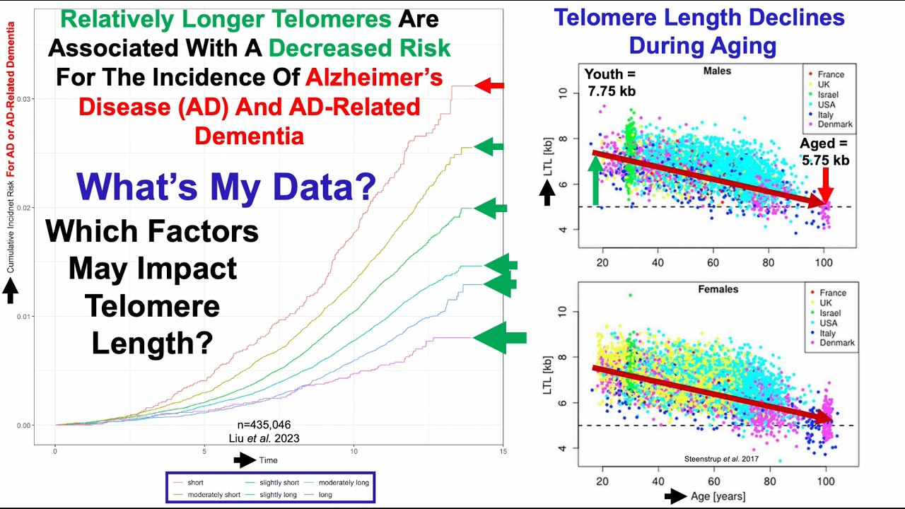 Telomere Length Test #6: Correlations With Diet - YouTube