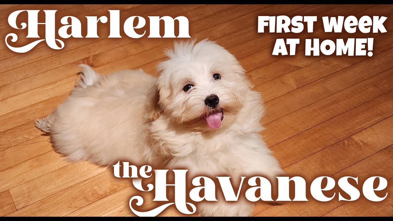 WELCOME HARLEM! | Bringing our brand new Havanese puppy home - YouTube