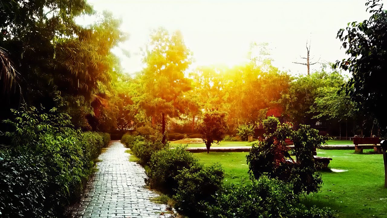 Most Peaceful Rain on Trees Will Calm You Instantly - YouTube
