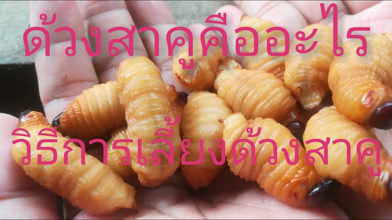 เลี้ยงด้วงมะพร้าว,ด้วงสาคู red palm weevil farm - YouTube