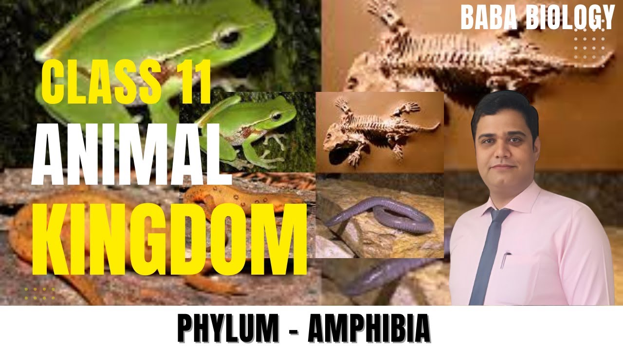 PHYLUM AMPHIBIA | KINGDOM ANIMAL | CLASS 11 | BABA BIOLOGY - YouTube
