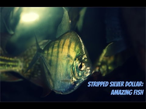 Striped Silver Dollar: Amazing Fish - YouTube