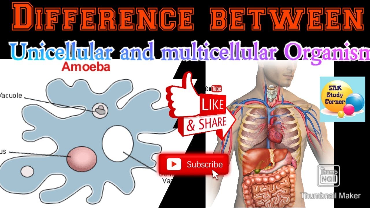 DIFFERENTIATE BETWEEN UNICELLULAR AND MULTICELLULAR ORGANISMS - YouTube