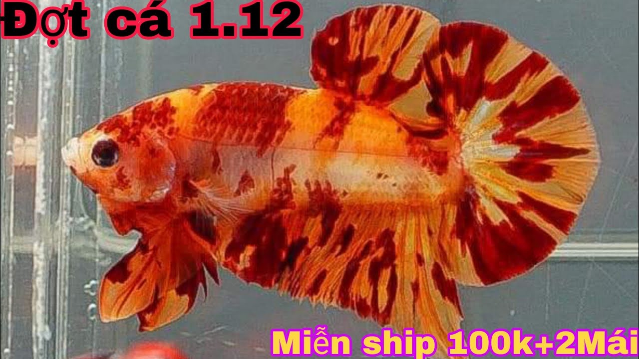 Đợt cá 1.12 Red Fancy Nemo metalic Koi red gold combo hssv lúa siêu ...