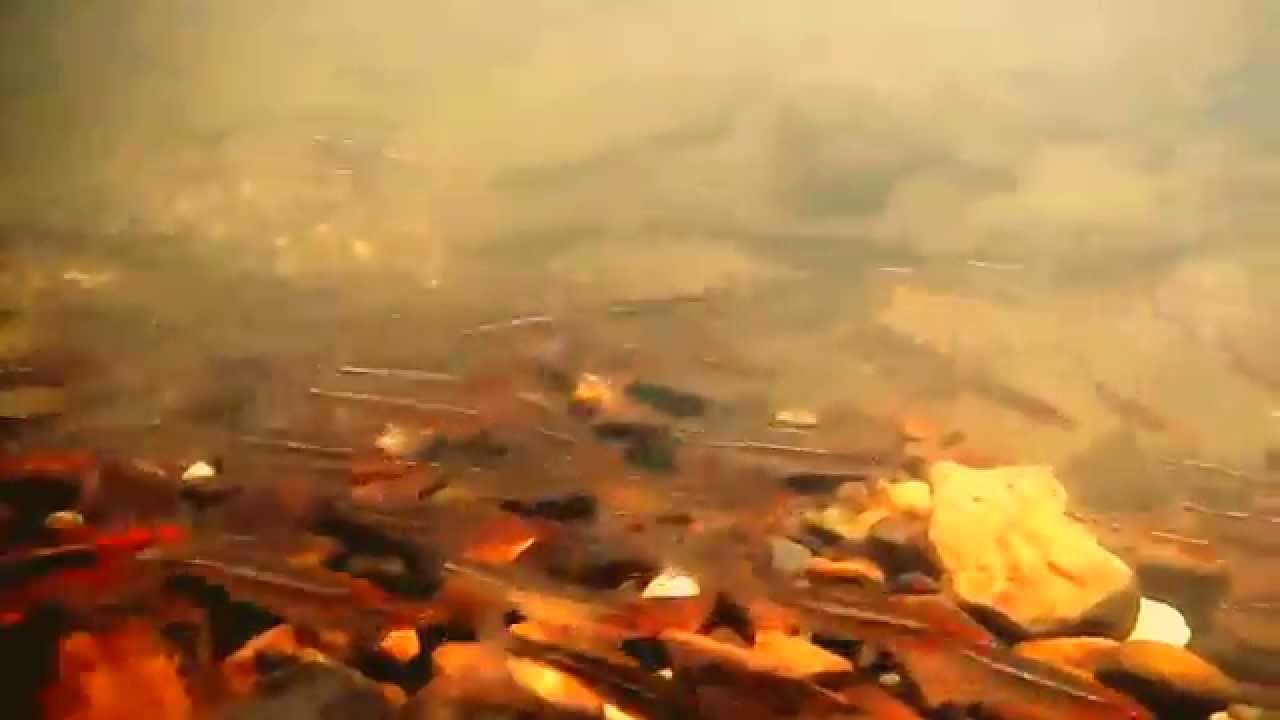 Rosyface Shiner Spawning Activity - YouTube