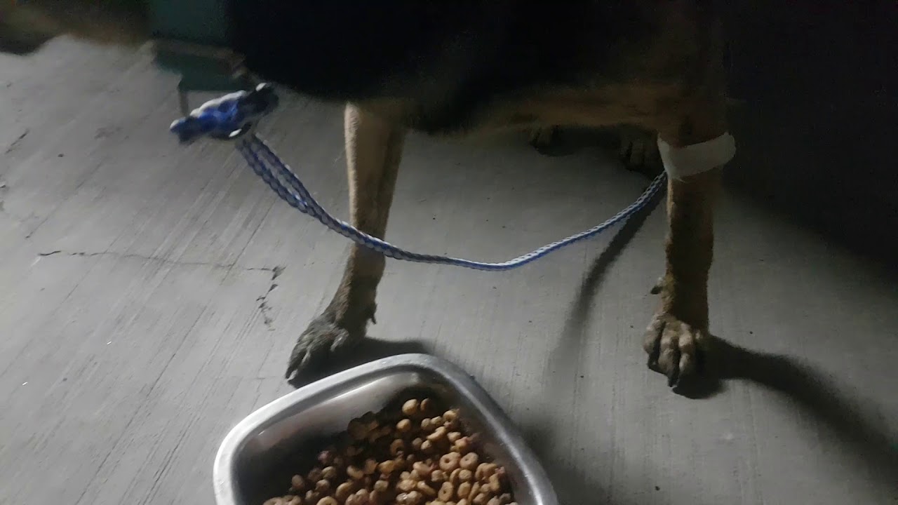 Happy has no food aggression toward human - YouTube