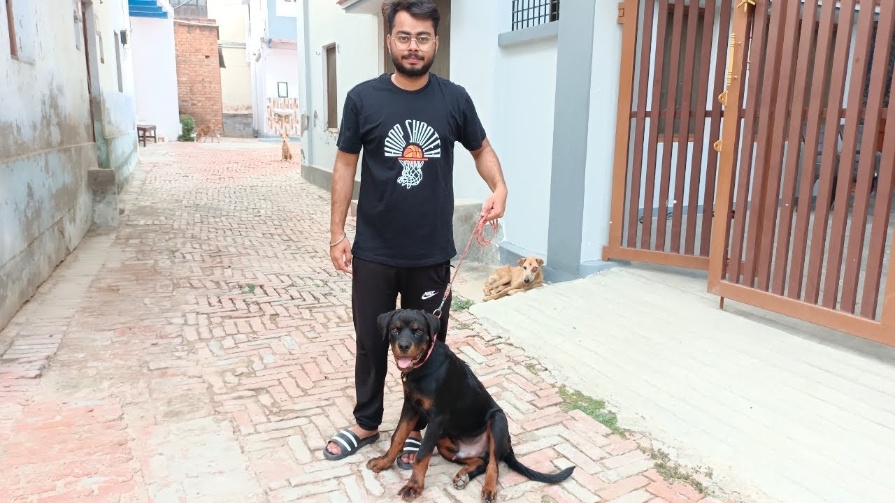 5 Months Rottweiler | Rottweiler Dog | Vlog With David #rottweiler # ...
