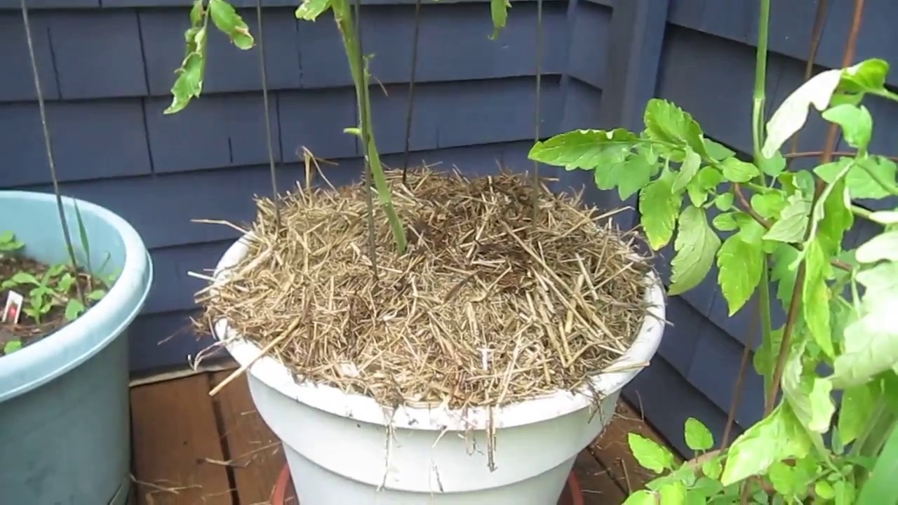 Potted Tomato plant maintenance: Weeding, amending soil and mulching ...