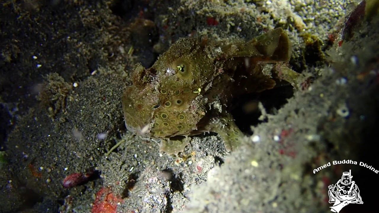 Frogfish walking at night by AMED BUDDHA DIVING - YouTube