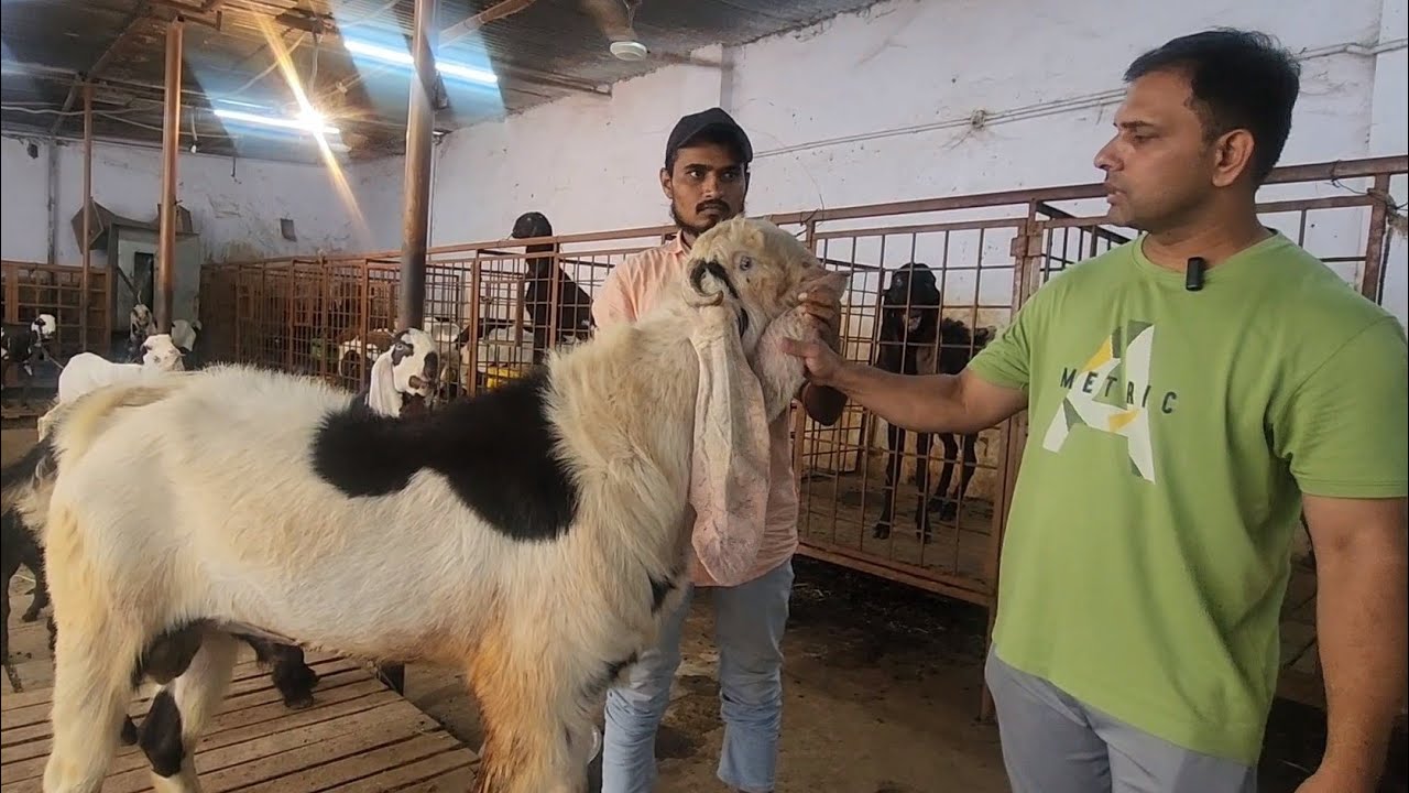 Biggest Hyderabadi Trade Farm Of Hyderabad | Hassan Goat Farm Hyderabad ...