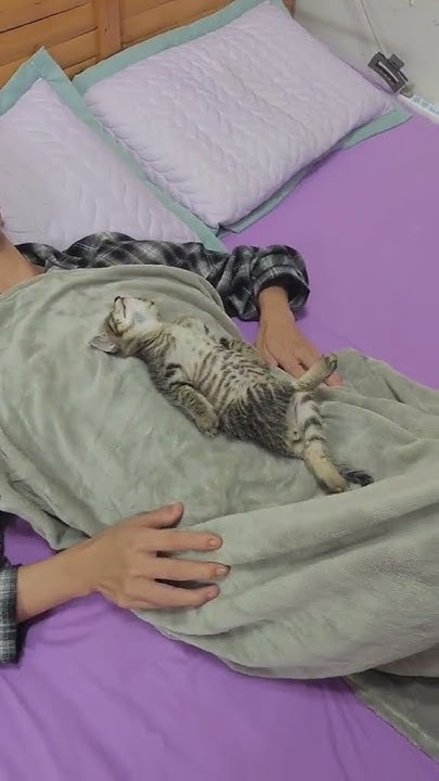 My cat learned my sleeping position #cat - YouTube