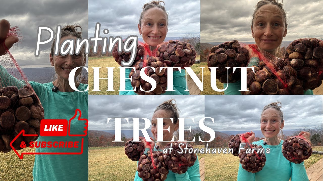 Planting Chestnut Trees on the Farm! - YouTube