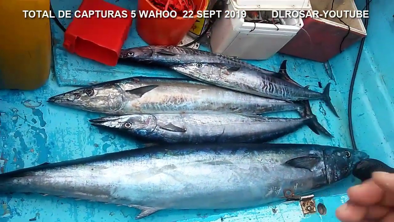 PESCA DE WAHOO 22 SEPT 2019 CAPTURAS 3,4,5 - YouTube
