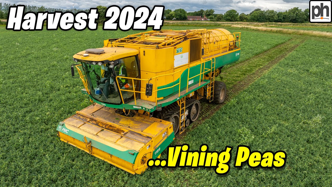 HARVESTING VINING PEAS - FIELD TO FACTORY IN 90 MINS #harvest2024 - YouTube