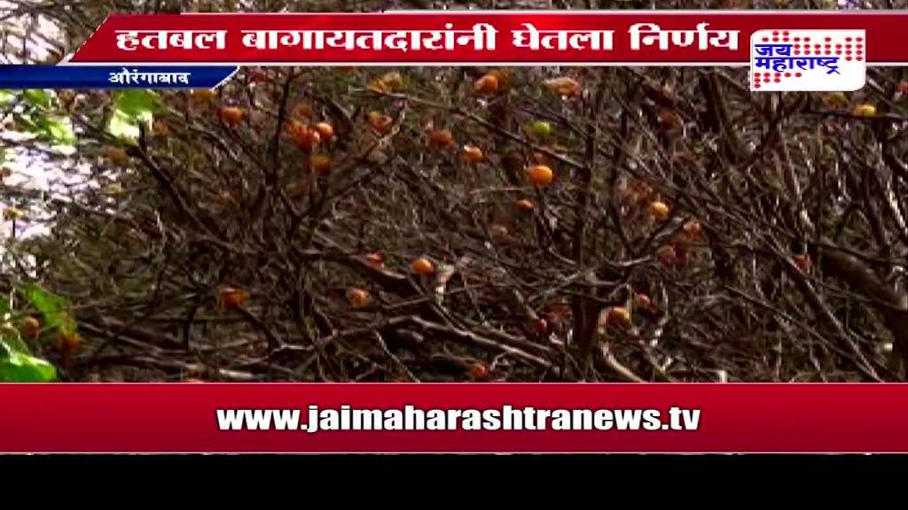 Aurangabad agriculture mosambi tree mulching - YouTube