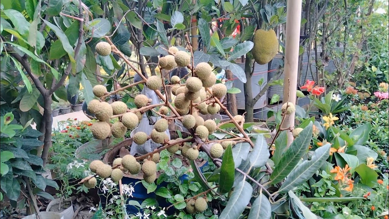 Dhaka National Tree Fair 2023 || indoor plants video 🌱 #treefair # ...