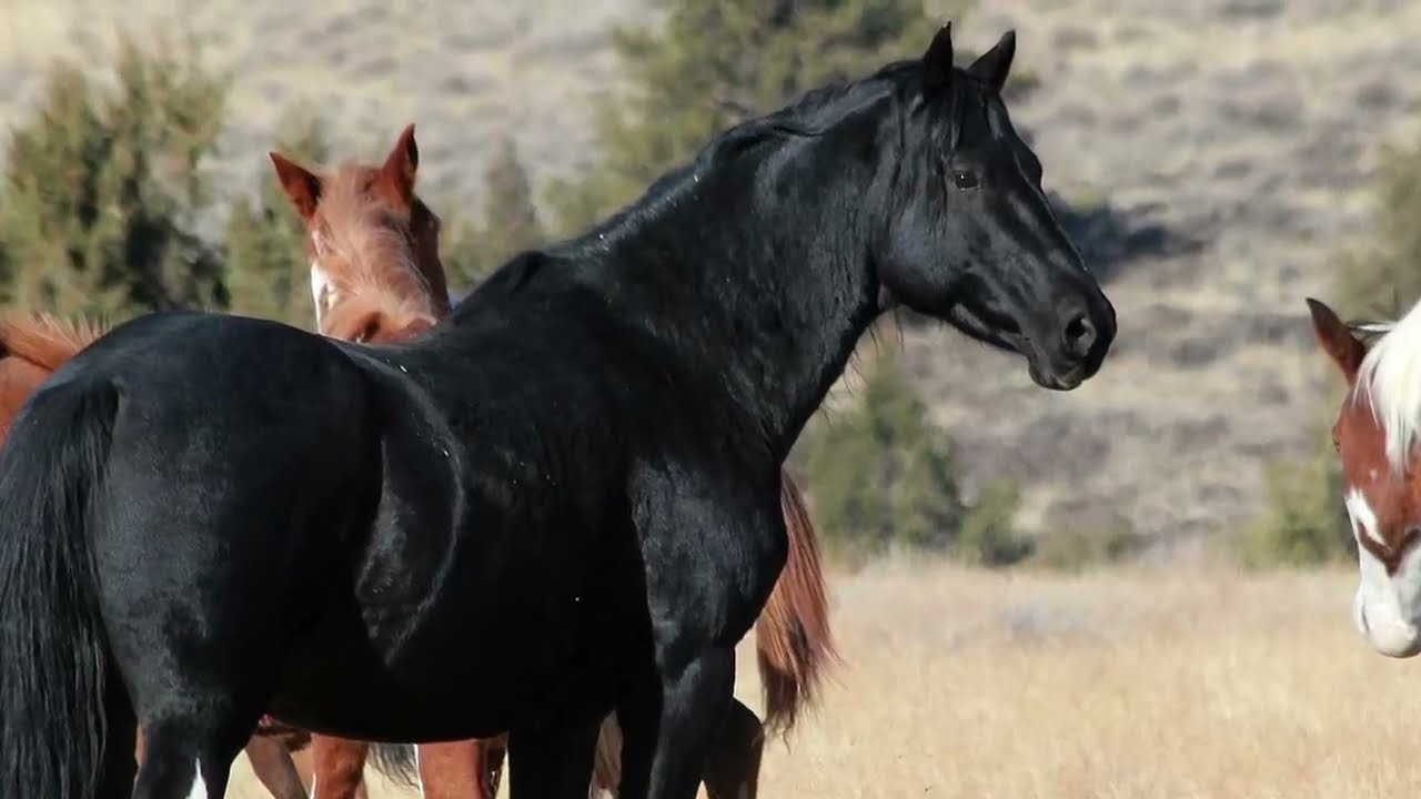 Wild Mustangs of August by Mustang Meg - YouTube