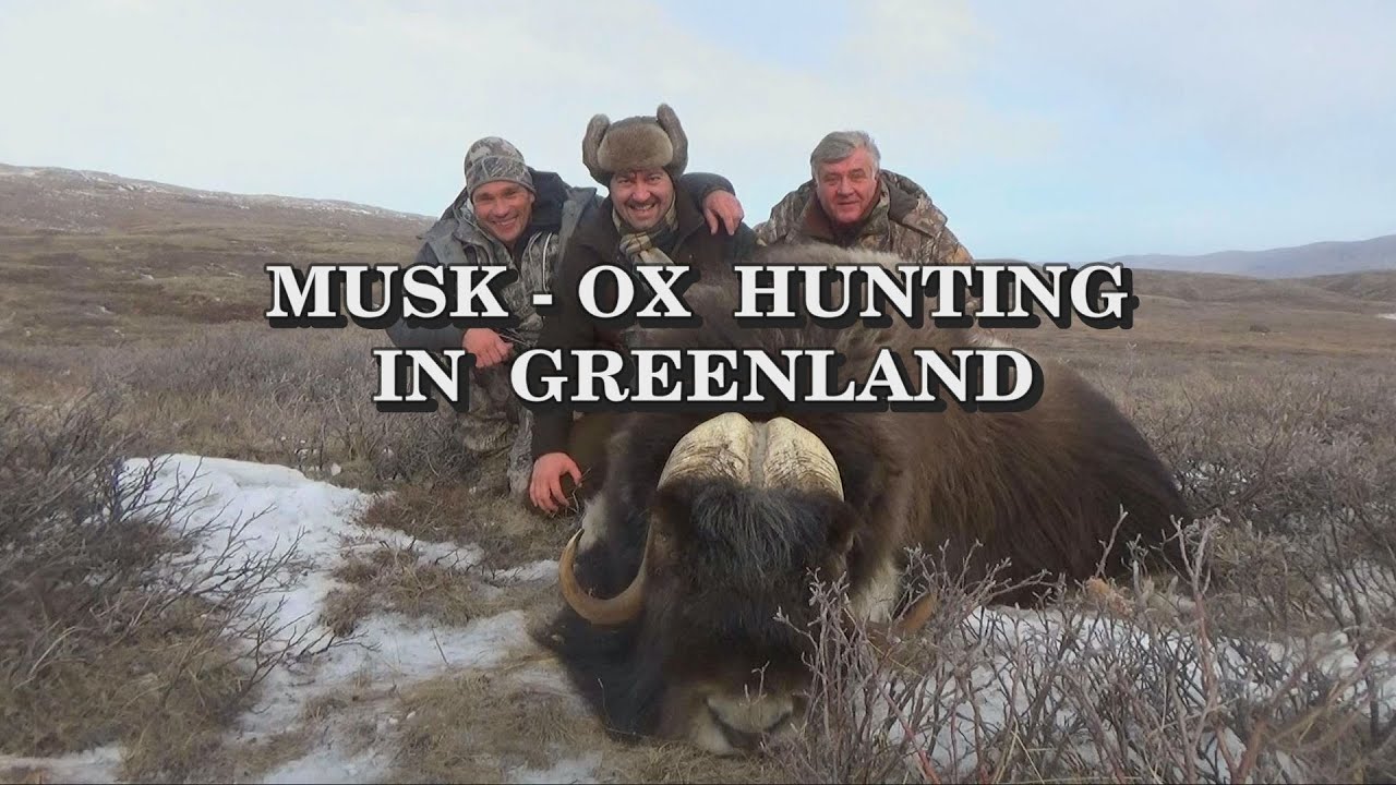 Musk-ox Hunting in Greenland - Trailer - YouTube