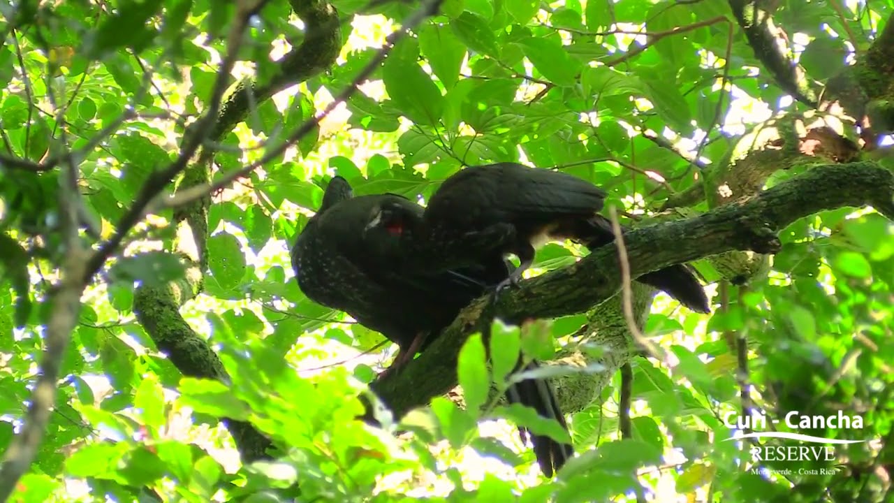 PAVA CRESTADA – RESERVA CURICANCHA - YouTube