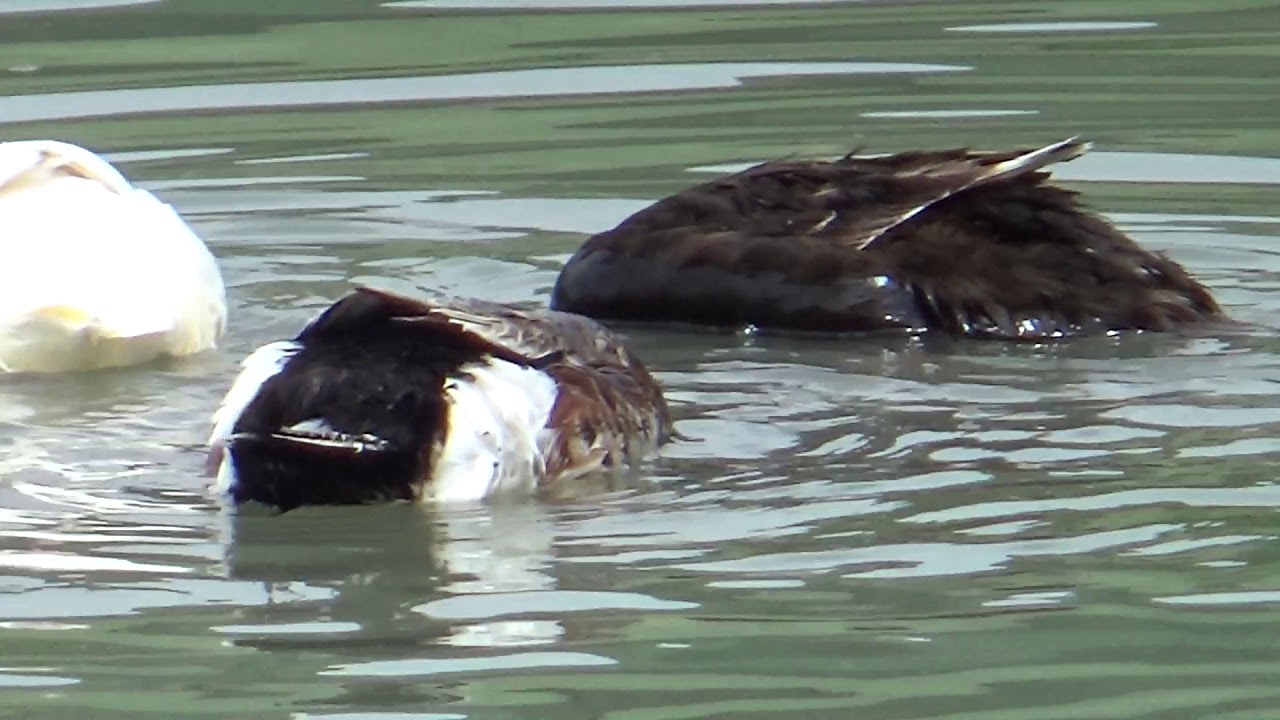 Duck Sound Effect - Ducks're Swimming - YouTube