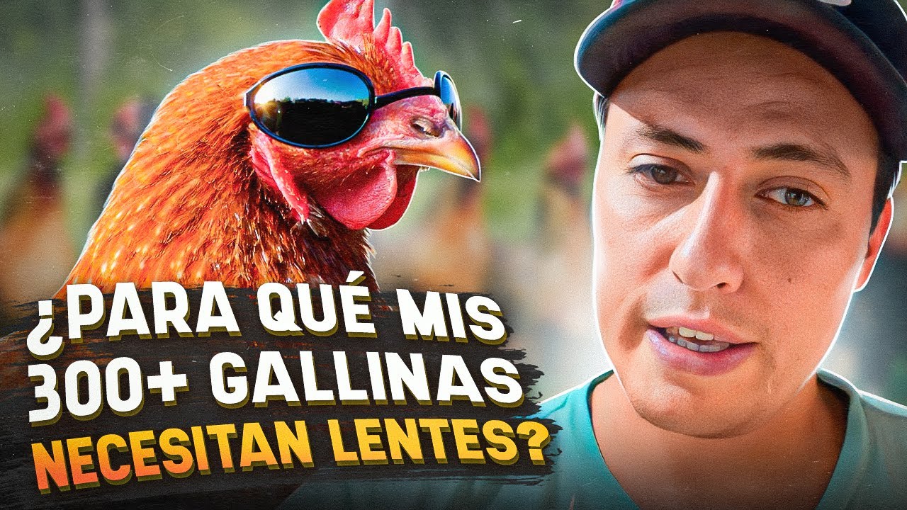 Le Pusimos Lentes A Todas Las Gallinas!!! - YouTube