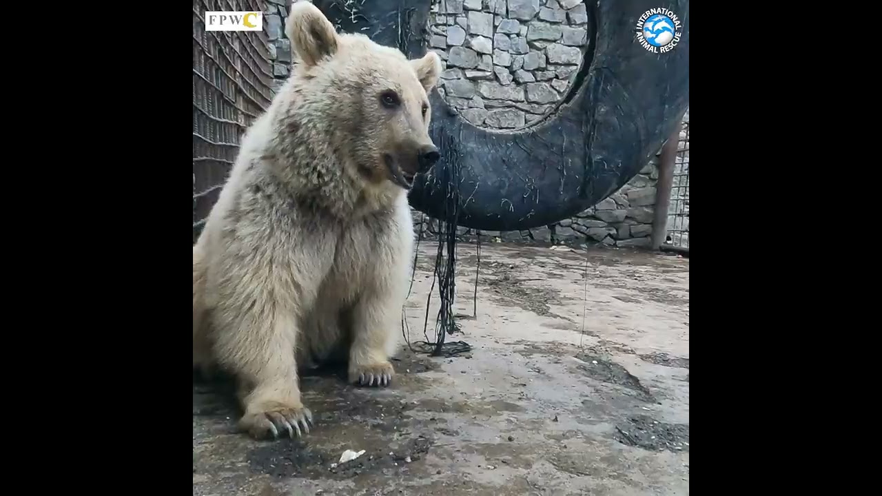 Crying bear cubs separated from their mother. But not for long... - YouTube