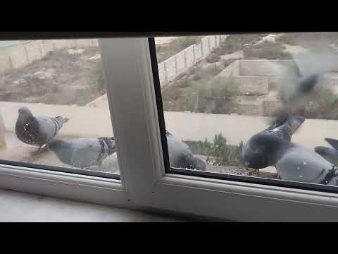 Quşlar#quş yemlemək#qus videoları# göyərçinlər 