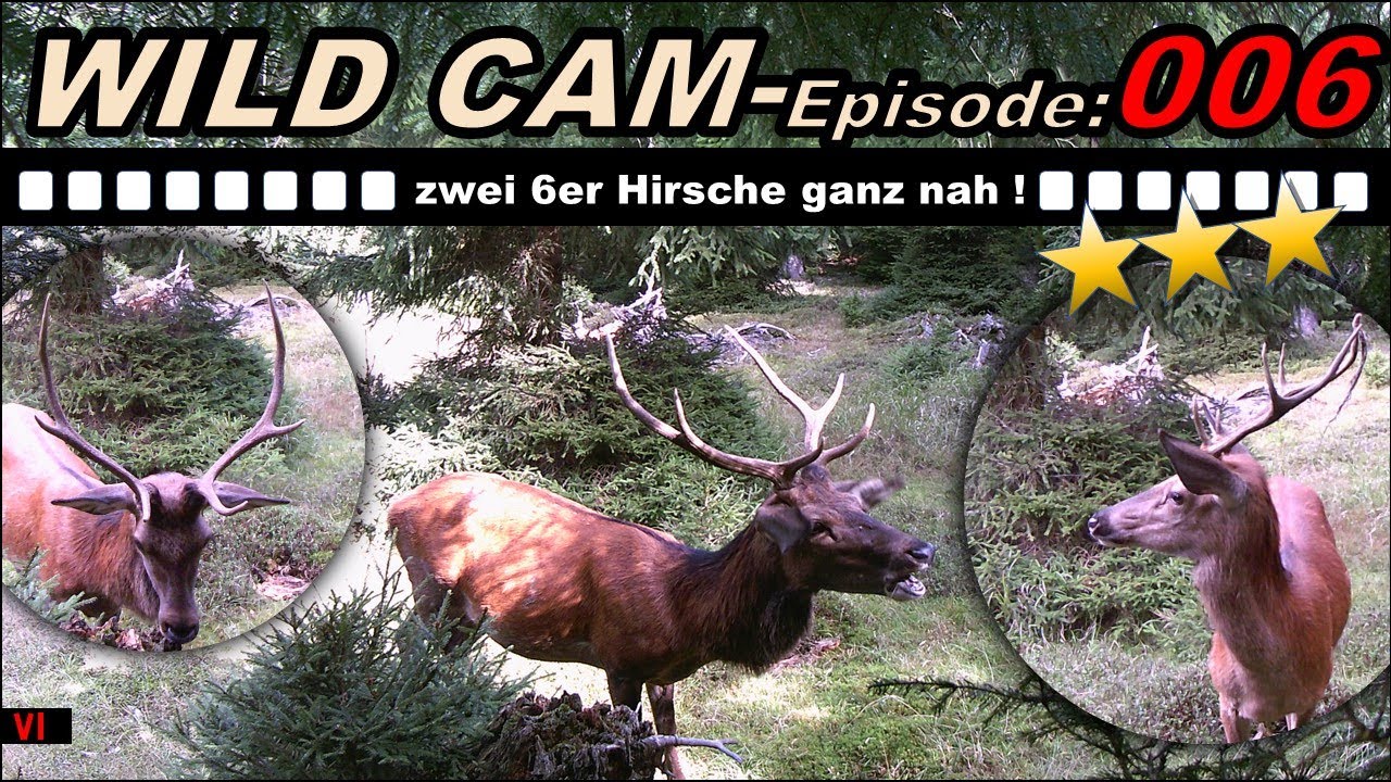 Wildkamera / Wild Cam - best of - Episode 006 ...das Beste aus dt ...
