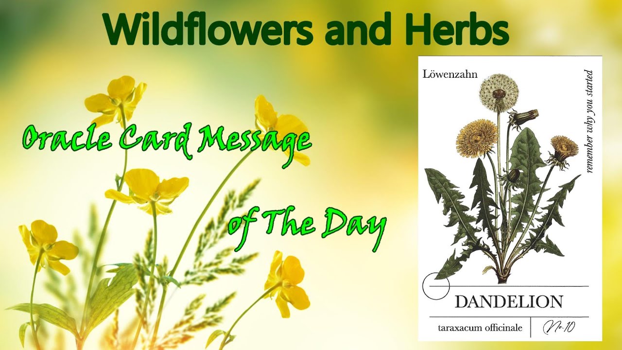 Wildflowers and Herbs: Oracle Card for the Day 🌿 DANDELION 🌿 Short ...