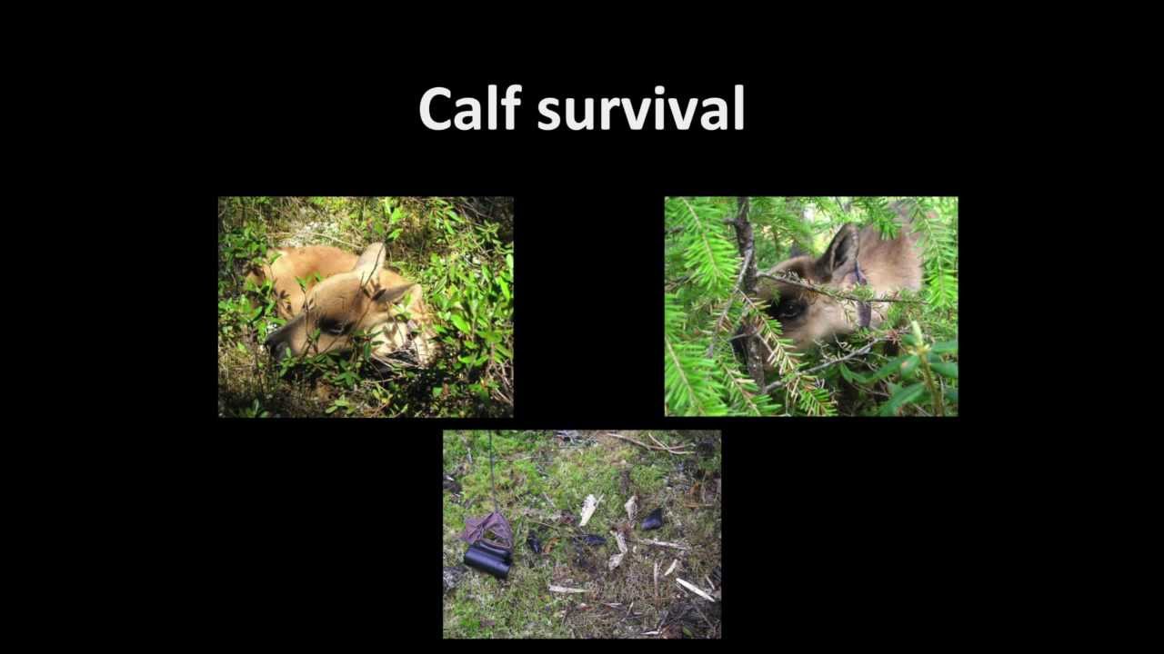 Martin Leclerc - Calving area selection and calf survival in a highly ...