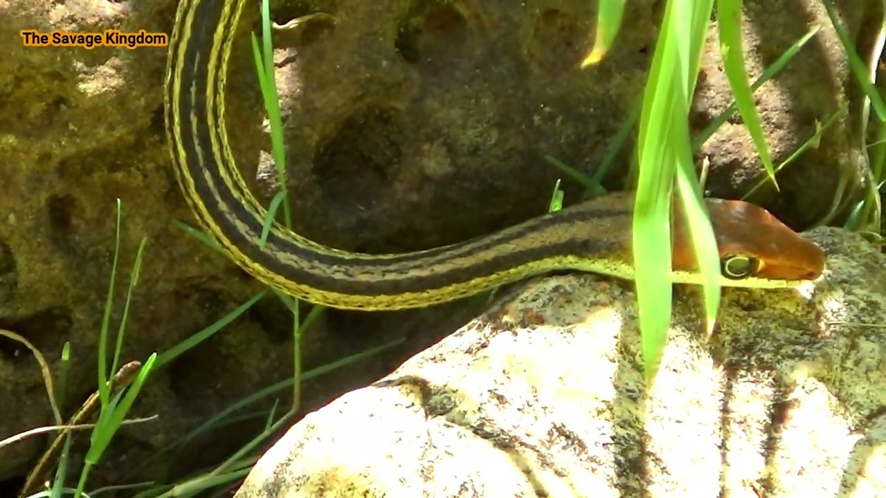 Sand Snake | Psammophis Punctulatus - YouTube