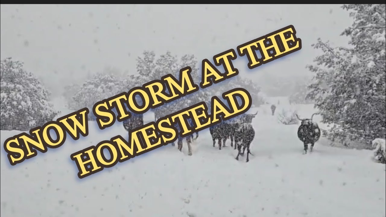 Snow day off the grid at the homestead. - YouTube