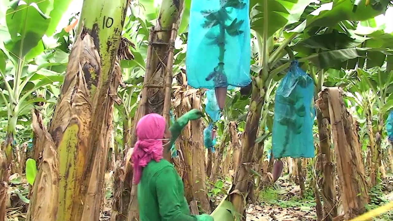 Neo Urabá Proceso del Banano - YouTube