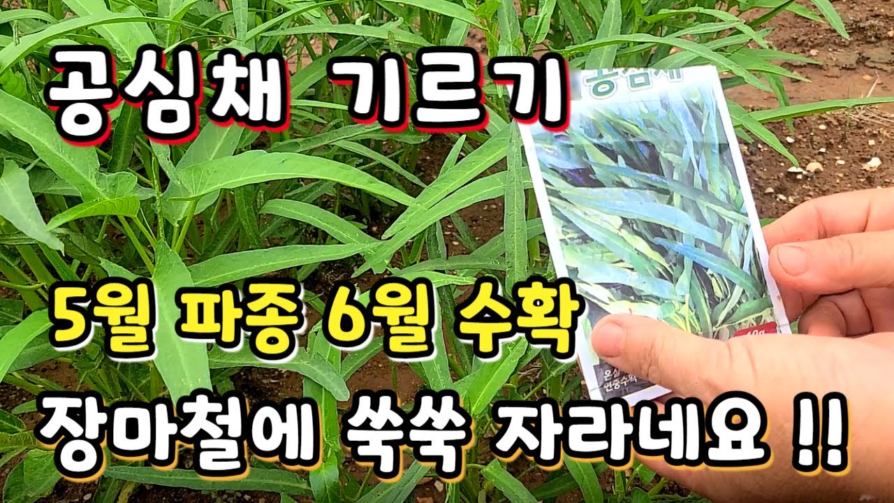 기르기도 너무 쉽고 수확도 풍성한 공심채 모닝글로리 1년에도 여러번 수확합니다 장마철에 폭풍성장하는 동남아채소 공심채 모닝
