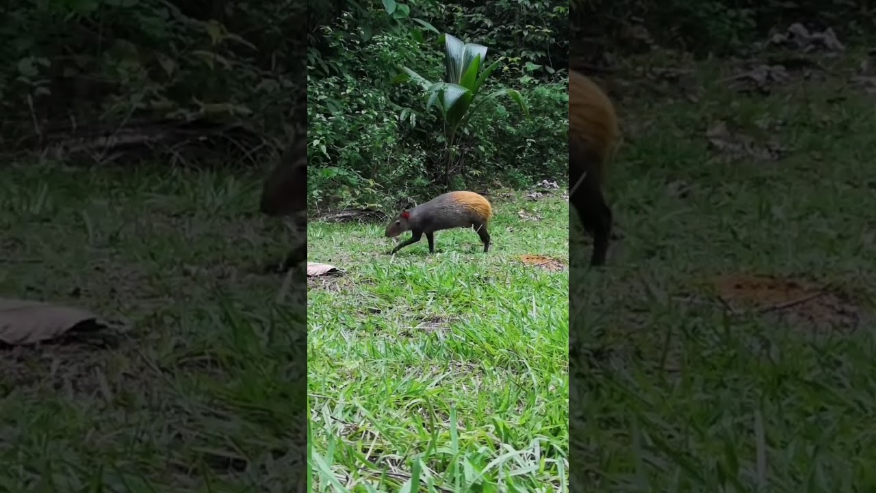 Brazilian Agouti (Dasyprocta leporina) - Amazon rainforest (French ...