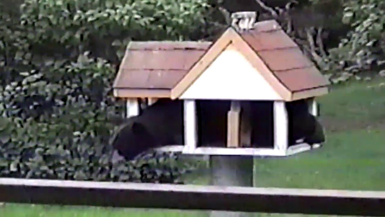 ☺ AFV Part 347 - Best Backyard Animals (Funny Clips Fail Montage ...