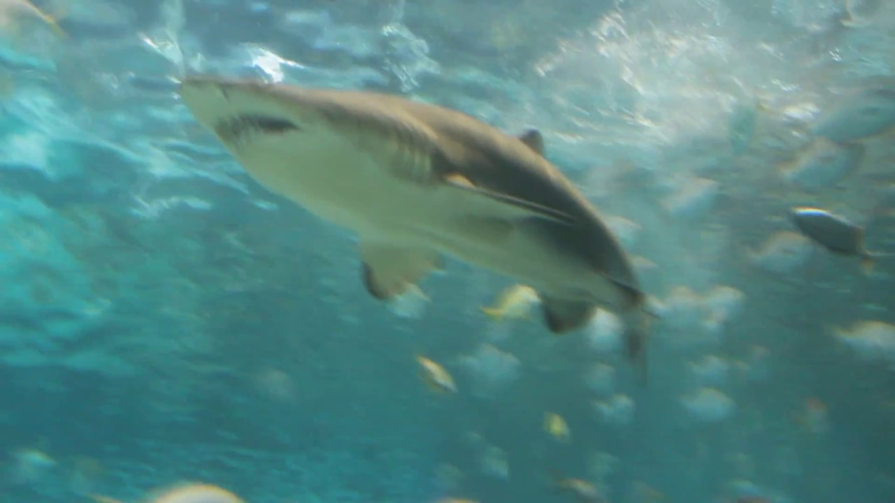 Cuttlefish, clown fish, horseshoe crab and sharks - YouTube